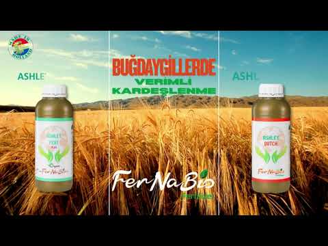 ASHLEY FERT PLUS ve ASHLEY DUTCH  |  Buğdaygillerde Verimli Kardeşlenme