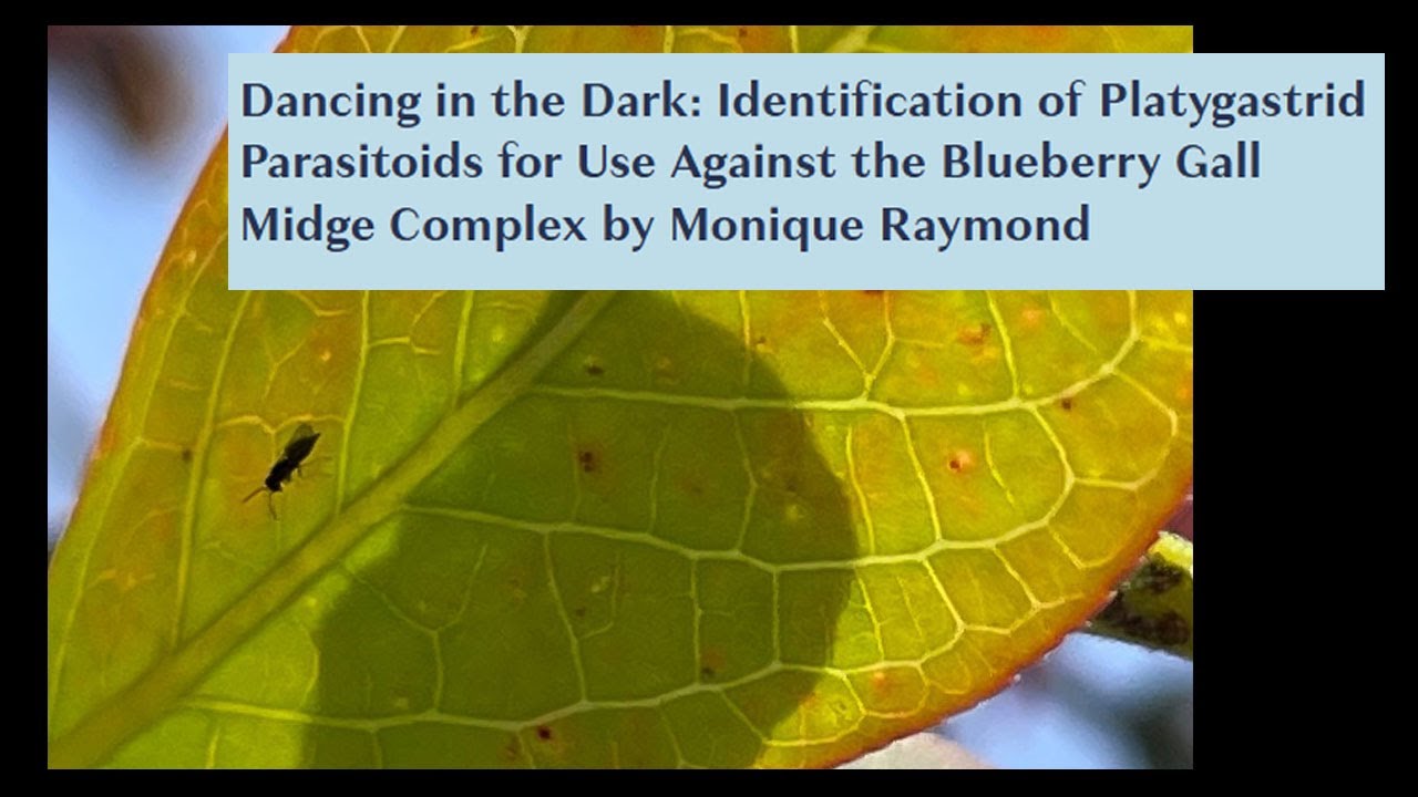 Dancing in the Dark: Identification of Platygastrid Parasitoids by ...