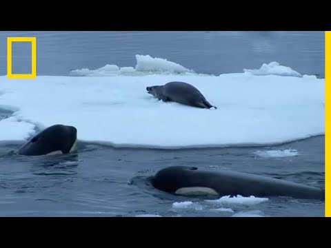 Un phoque encerclé par des orques
