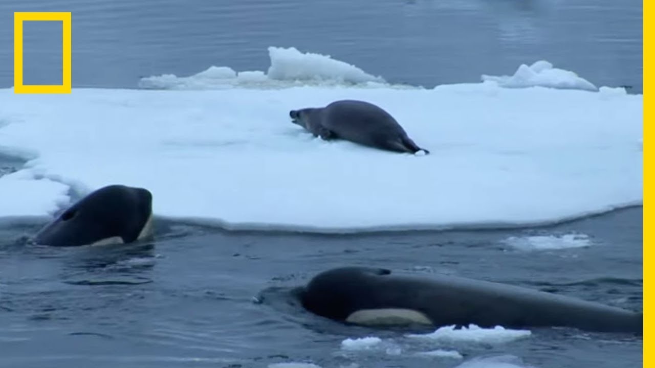 Un phoque encerclé par des orques - YouTube