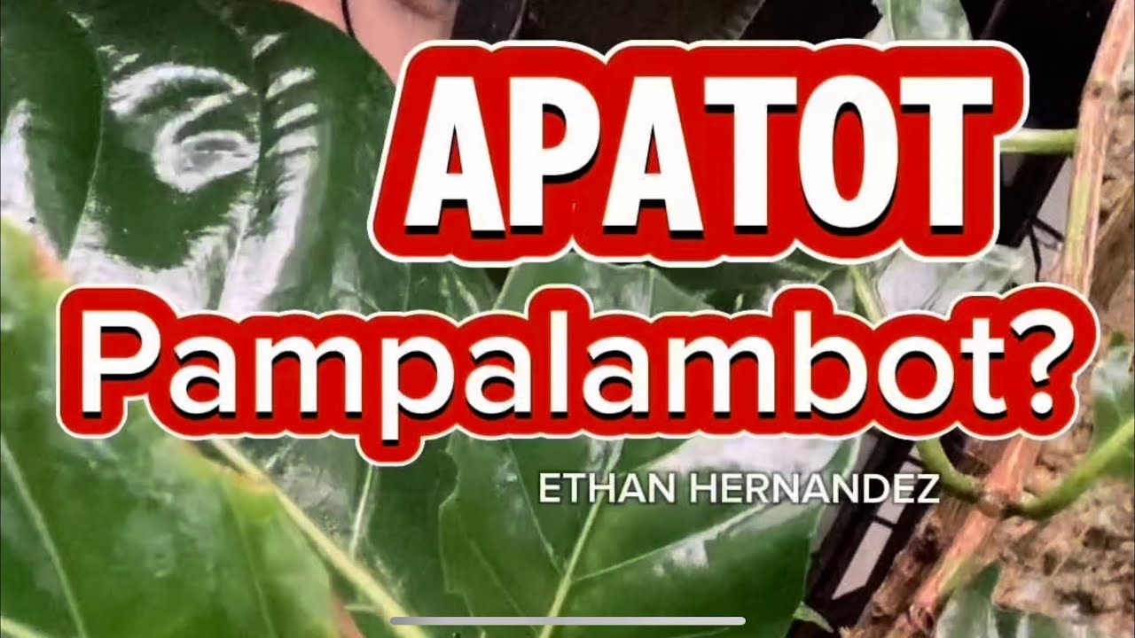 Edible fruit and leaves of Noni or Apatot - YouTube