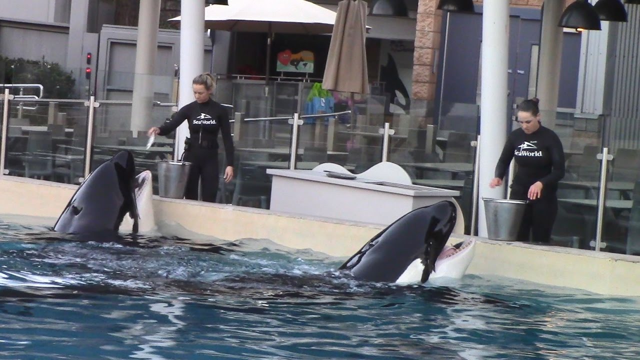 Feeding Killer Whales in Shamu CloseUp (1/7/16) - YouTube