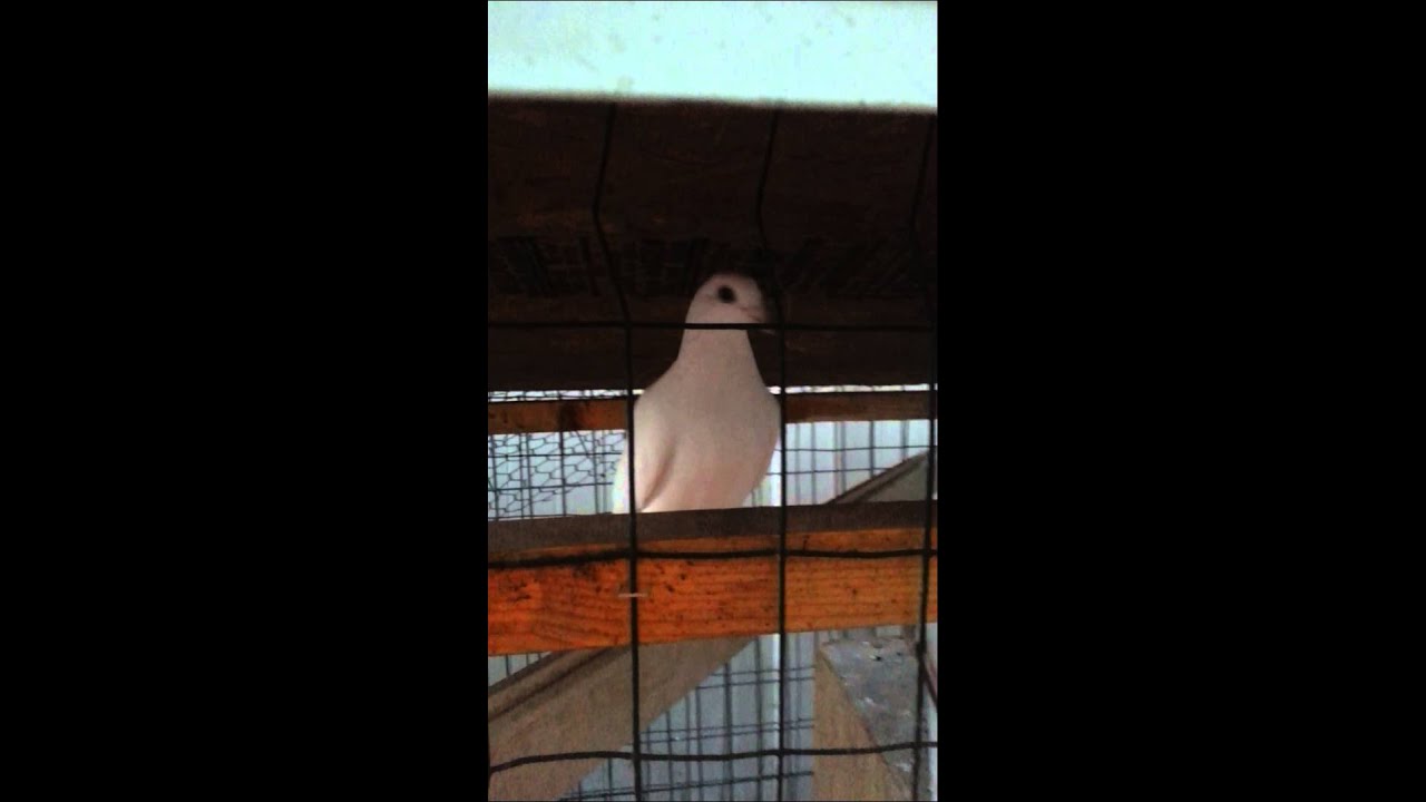 raising pigeons. Pt 4 - YouTube
