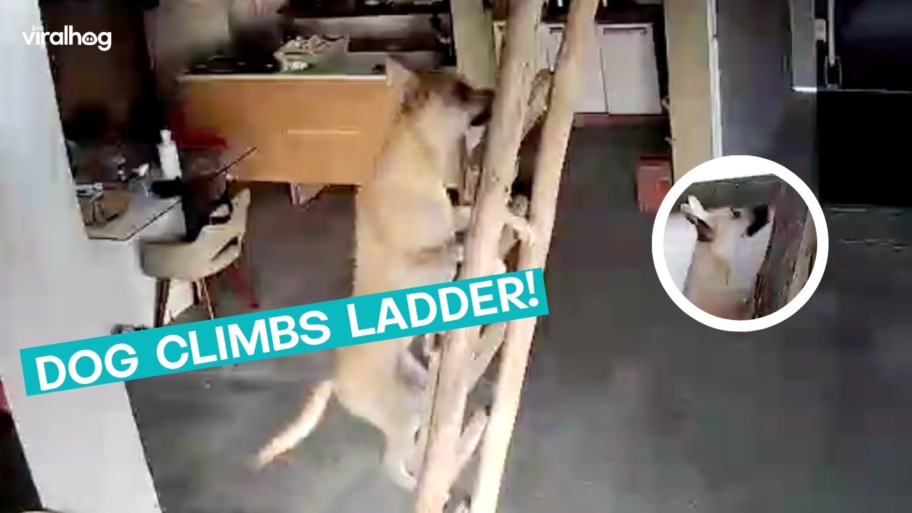 Dog Shows Ladder Climbing Skills || ViralHog - YouTube