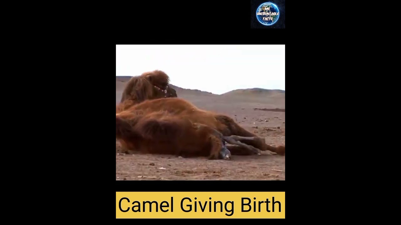 How does a camel give birth?🐫| ऊंट कैसे अपने बच्चे को जन्म देती है ...