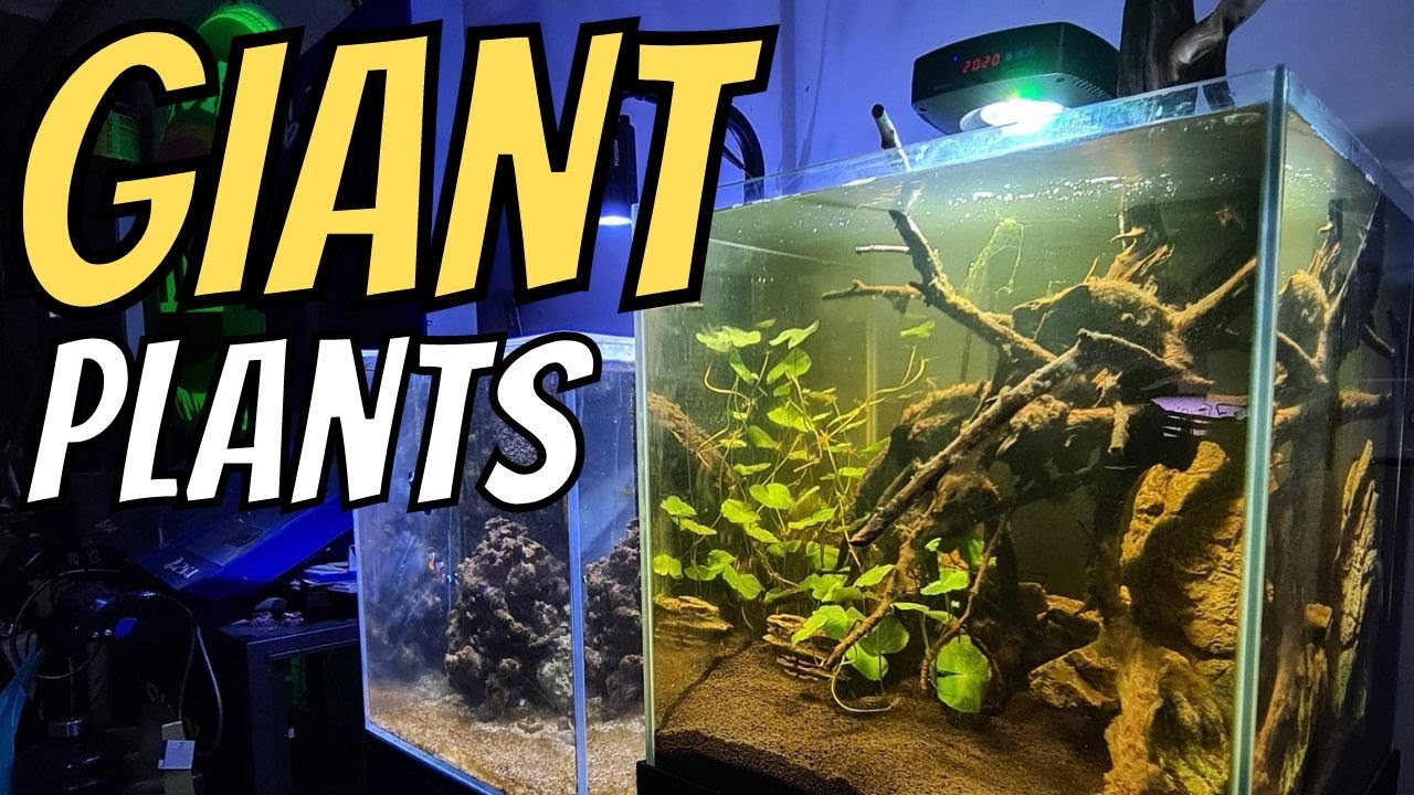 Giant Cardamine - Adding plants to My Dads Aquascape / Fish Tank. - YouTube