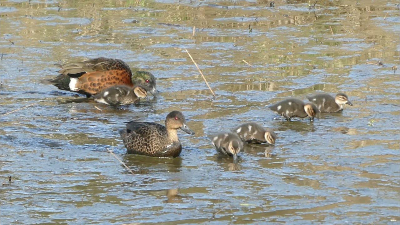 Chestnut Teal Ducklings - YouTube