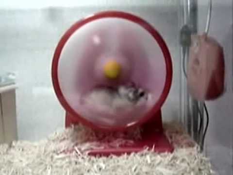 Hamster Wheel speed Trick - YouTube
