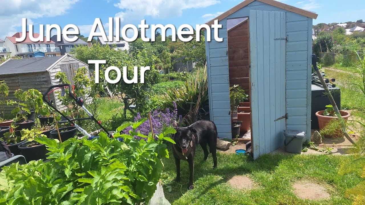 Full Allotment Tour in June | Kent UK - YouTube