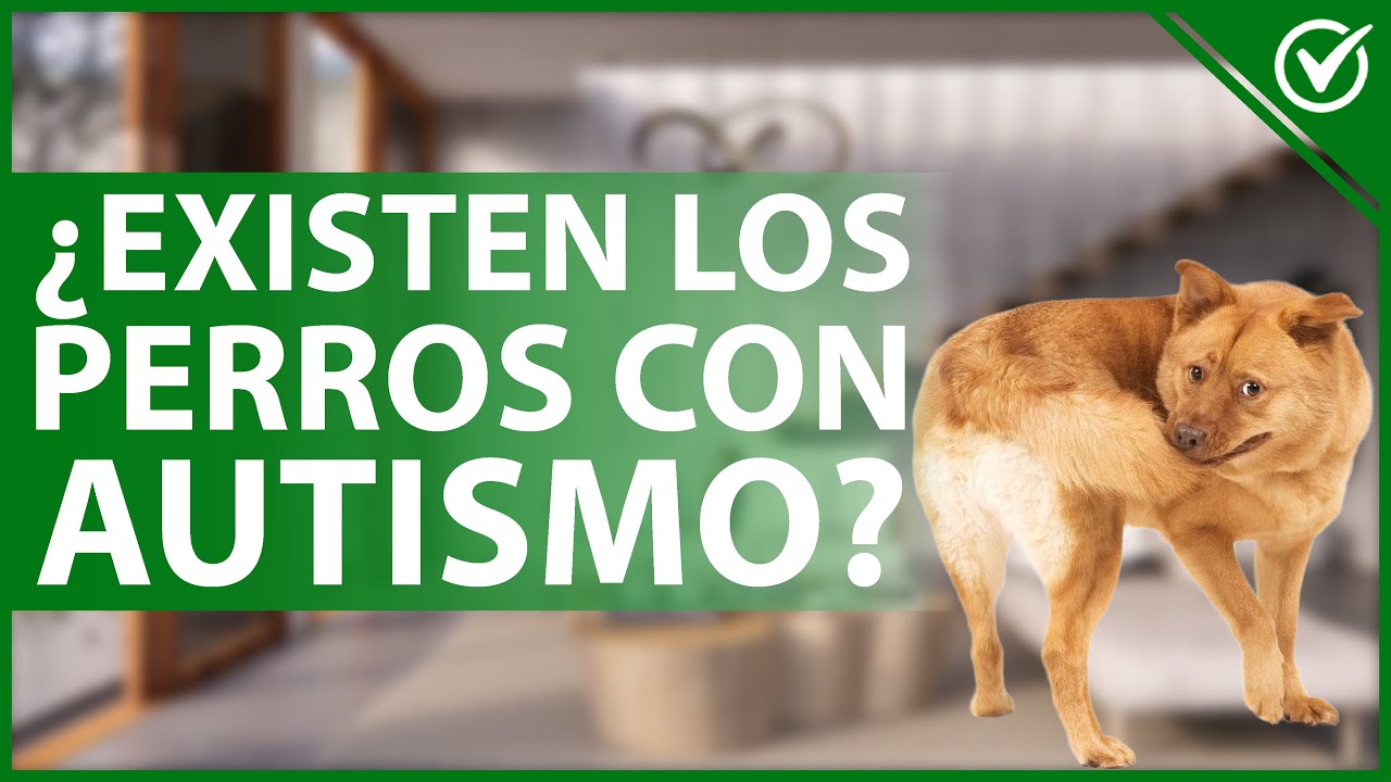 🐶 ¿Existen los PERROS con AUTISMO? - Síntomas y otros datos 🐶 - YouTube