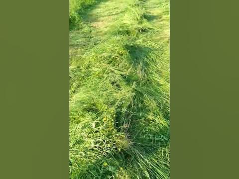 трава для сена - YouTube