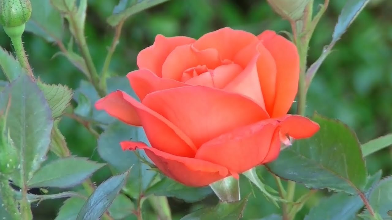 Flower Blooming Time Lapse | Beautiful Flowers | Video Watch This ...