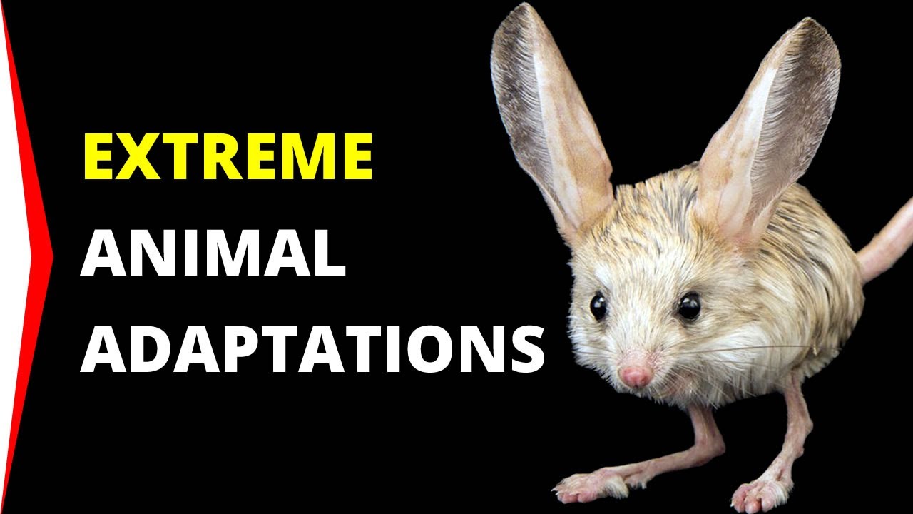8 Animals That Live In Extreme Environments - YouTube