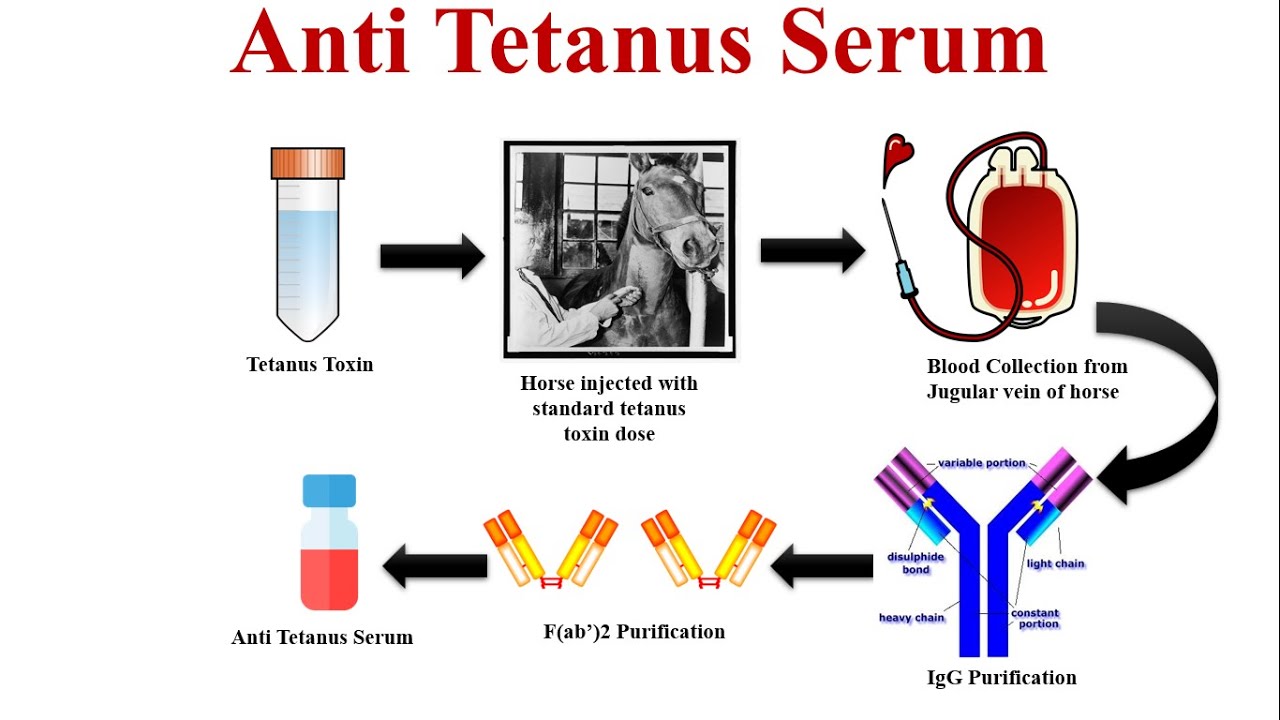 Anti-Tetanus Serum || Tetanus Antisera || How it Works and Why You Need ...