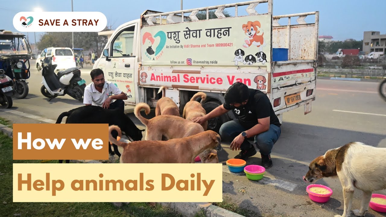 Our Incredible Day: Feeding Strays on the Streets! 🐾 || Save A Stray # ...