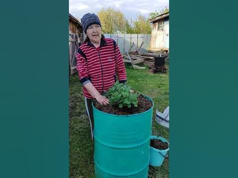 Посадка Тайдал Вейв пурпл #петунии, #посадка,#Тайдал, - YouTube