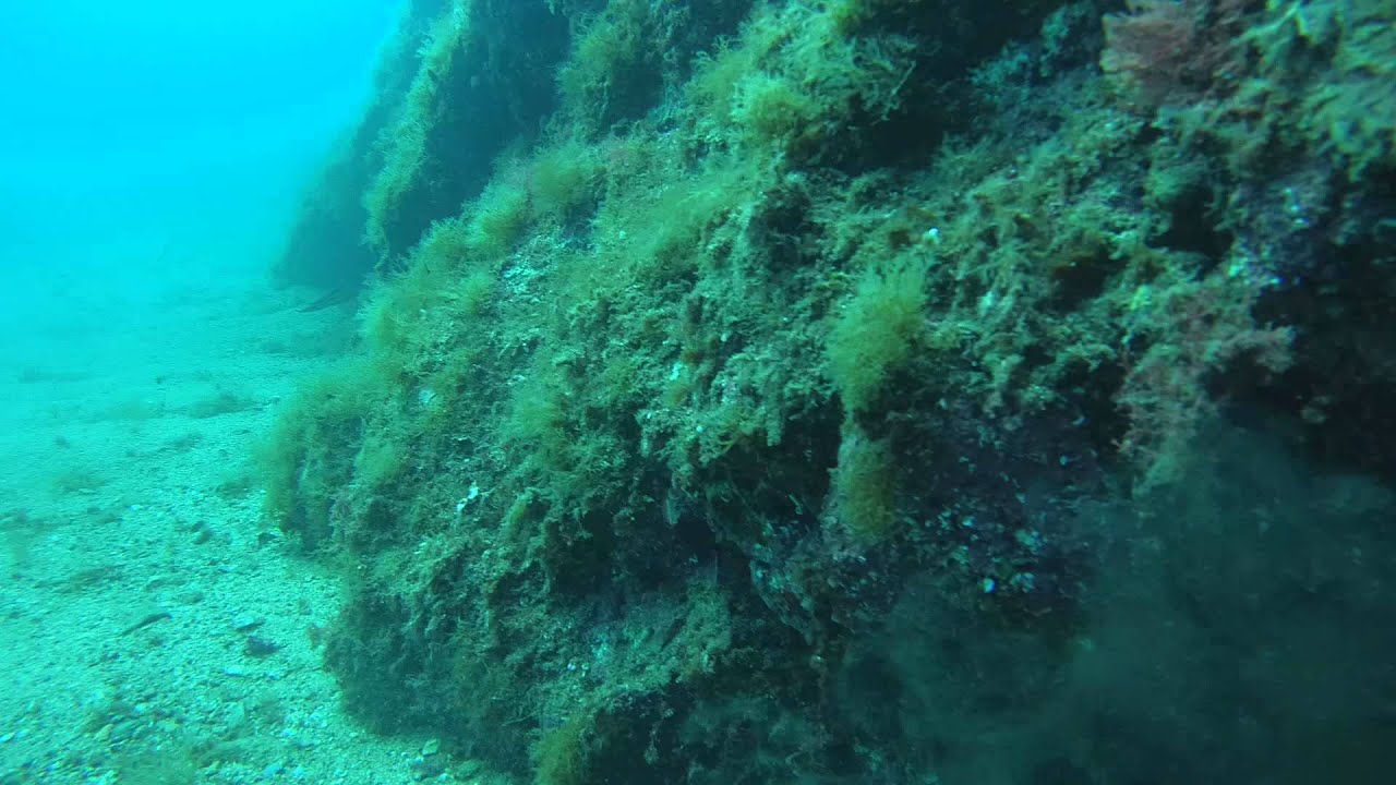 Fleeing Octopus - YouTube