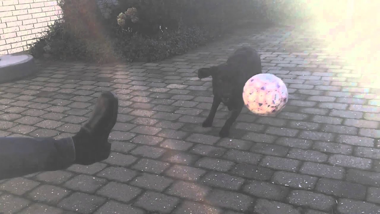 Sally Football Star - YouTube