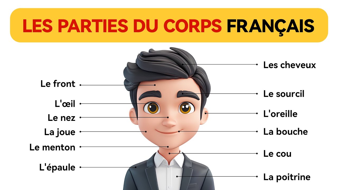 Les parties du corps | Mot en français – niveau débutant (A1-B1) - YouTube