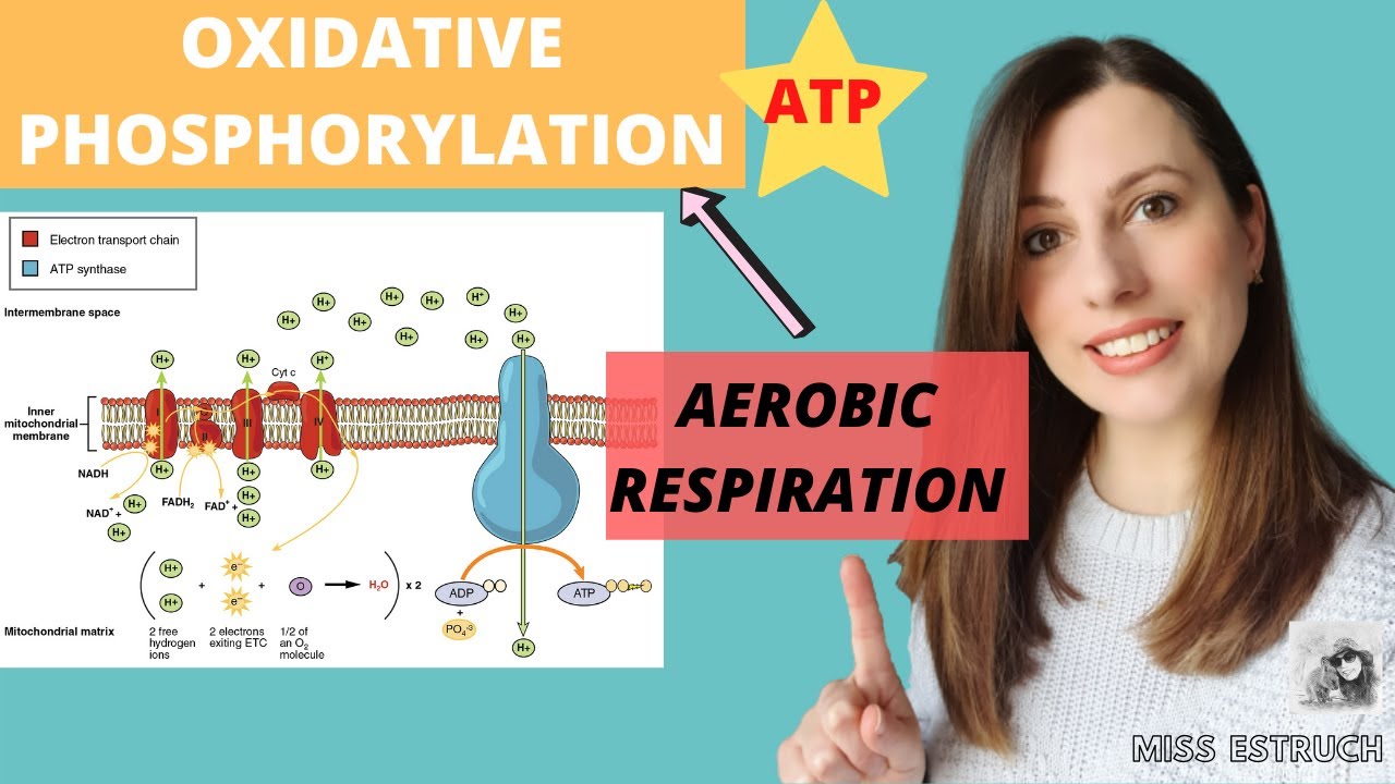 OXIDATIVE PHOSPHORYLATION: A-level Biology Aerobic respiration ...