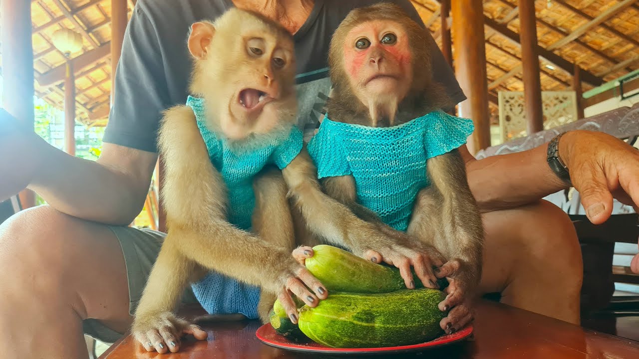 Cucumber is monkey baby's best fruit - YouTube