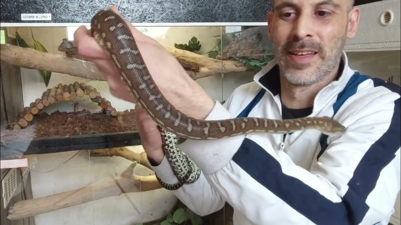 championnat de France terrario pour la demi final morelia bredli boa ...