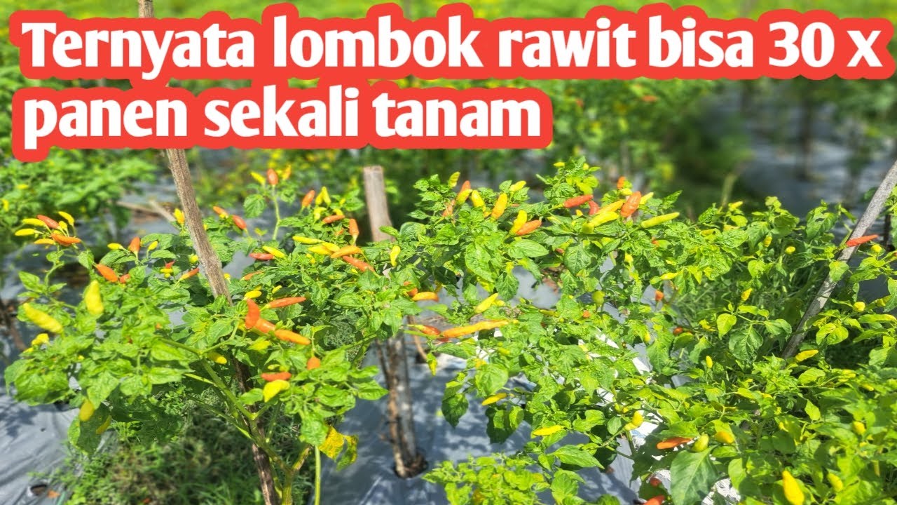 Ternyata lombok rawit bisa 30x panen dalam sekali tanam - YouTube