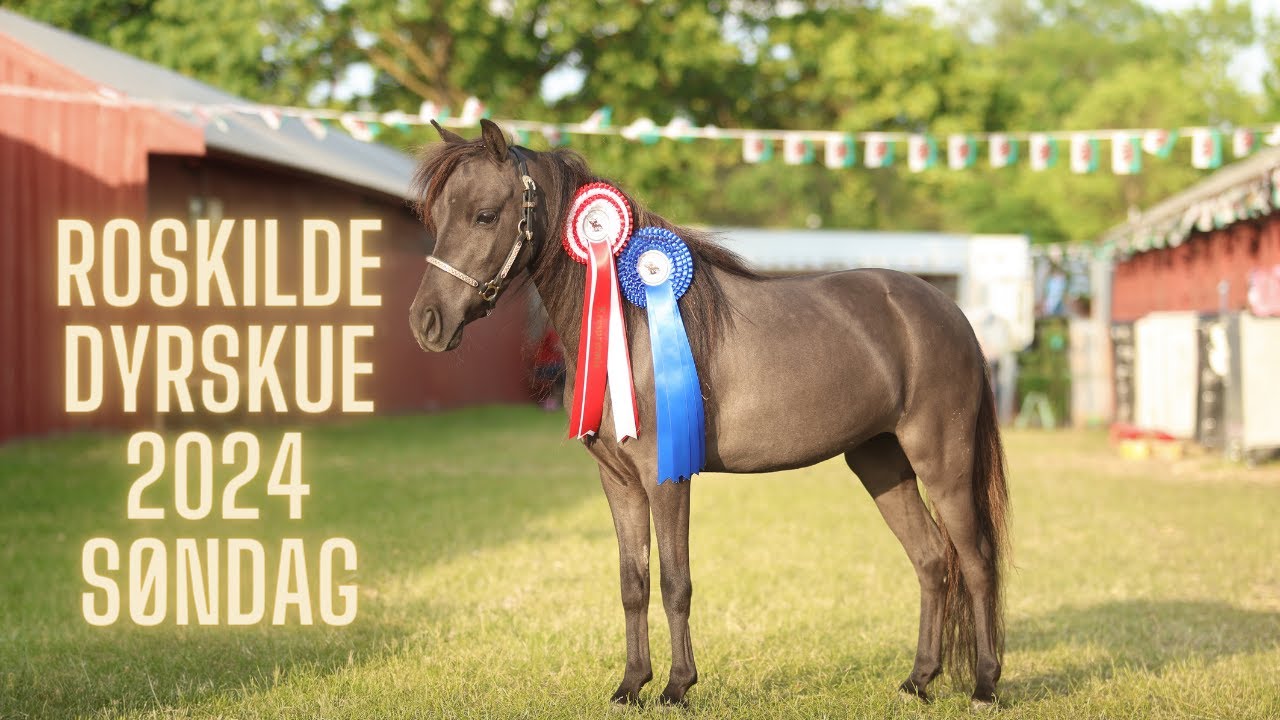 Roskilde dyrskue 2024 - Søndags vlog - YouTube