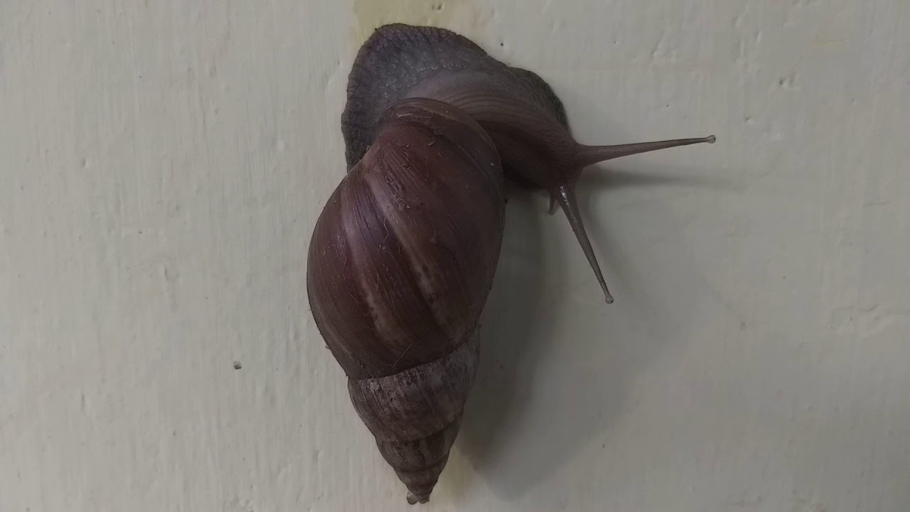 Golu Bella-Sri Lanka-Galle 2021/01ගොලුබෙල්ලා - YouTube