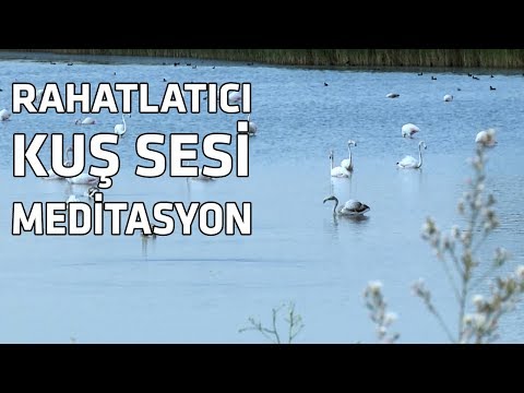 Rahatlatıcı Doğal Kuş Sesi | Rahatlatıcı Müzik
