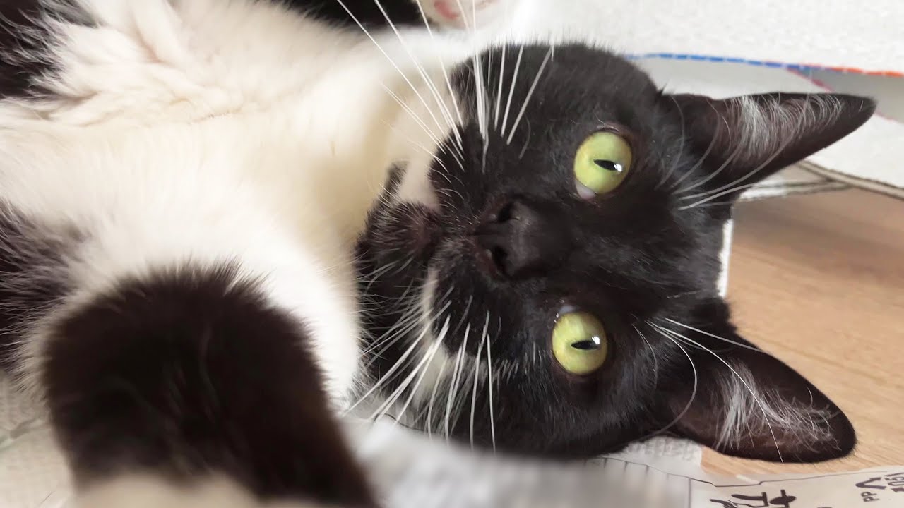 A plop a day keeps the vet away - YouTube