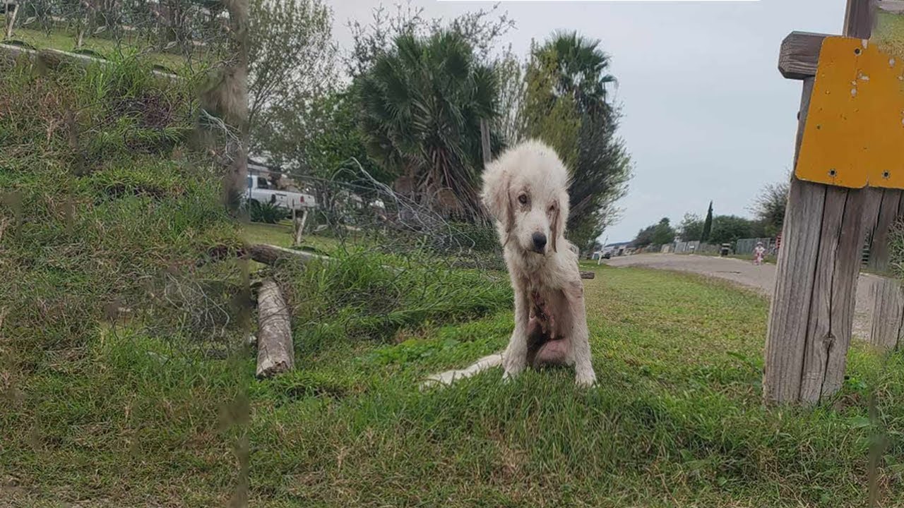 The Skinny, Weak Dog Was Exhausted But No One Stopped To Save His Life ...