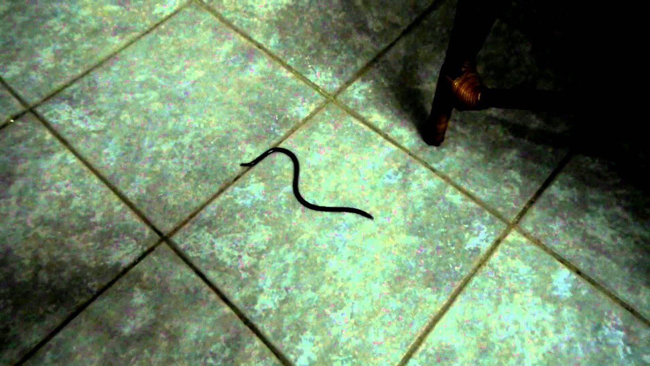 Dominican Blind Snake - YouTube
