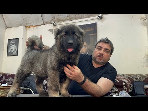 Son of RAMBO ACERTA HOUSE- Caucasian