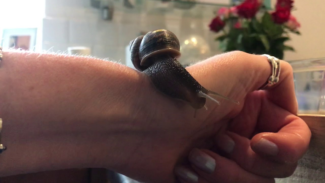 Great Uncle Fester ends up on my hand again and does a full wrist ...