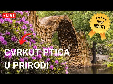 🔴 CVRKUT PTICA U PRIRODI - Zvuk ptica u prirodi - Cvrkut ptica za opustanje - Zvuk ptica u šumi