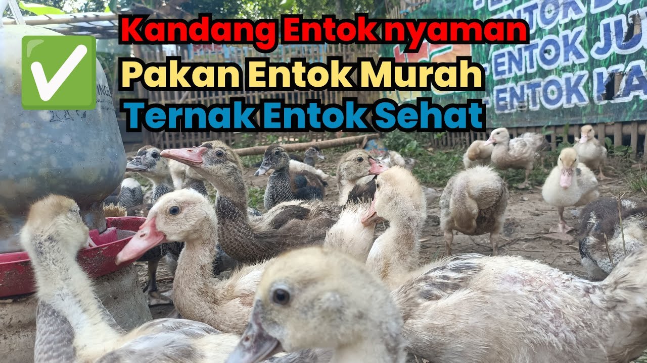 DIKANDANG ENTOK PART 1 - YouTube