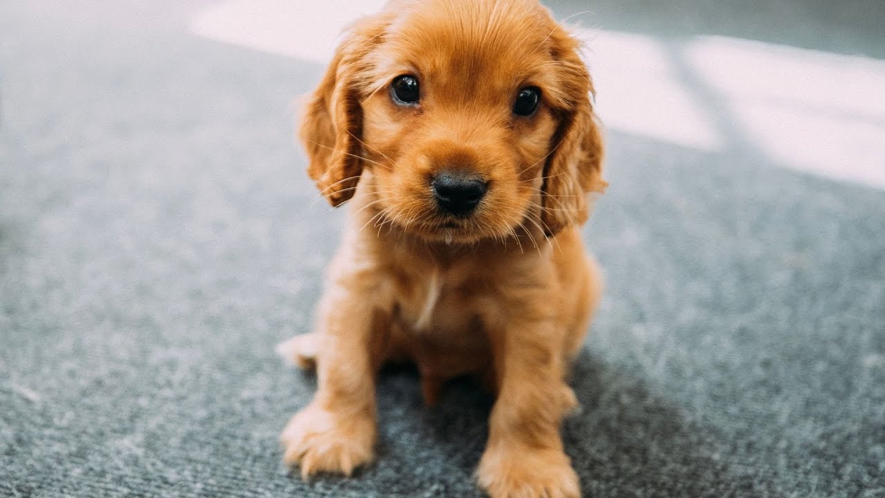 Improving Mobility for Senior Cocker Spaniels with Mobility Aids - YouTube