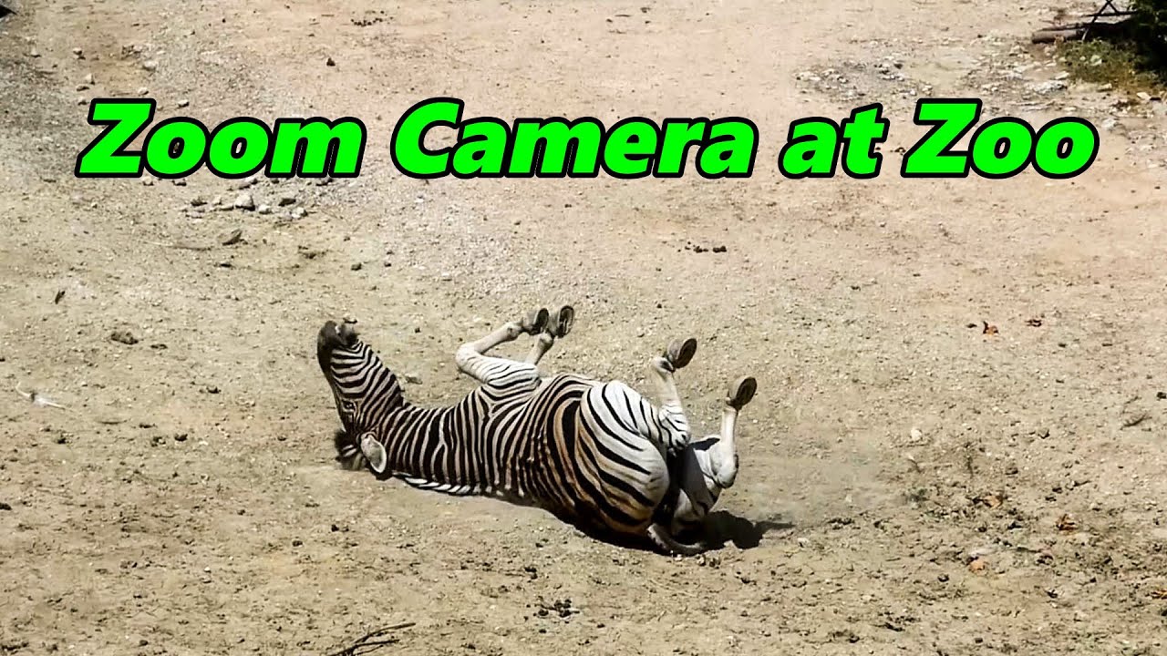 Why You Need Zoom Camera at Zoo (Zoom Test) - YouTube