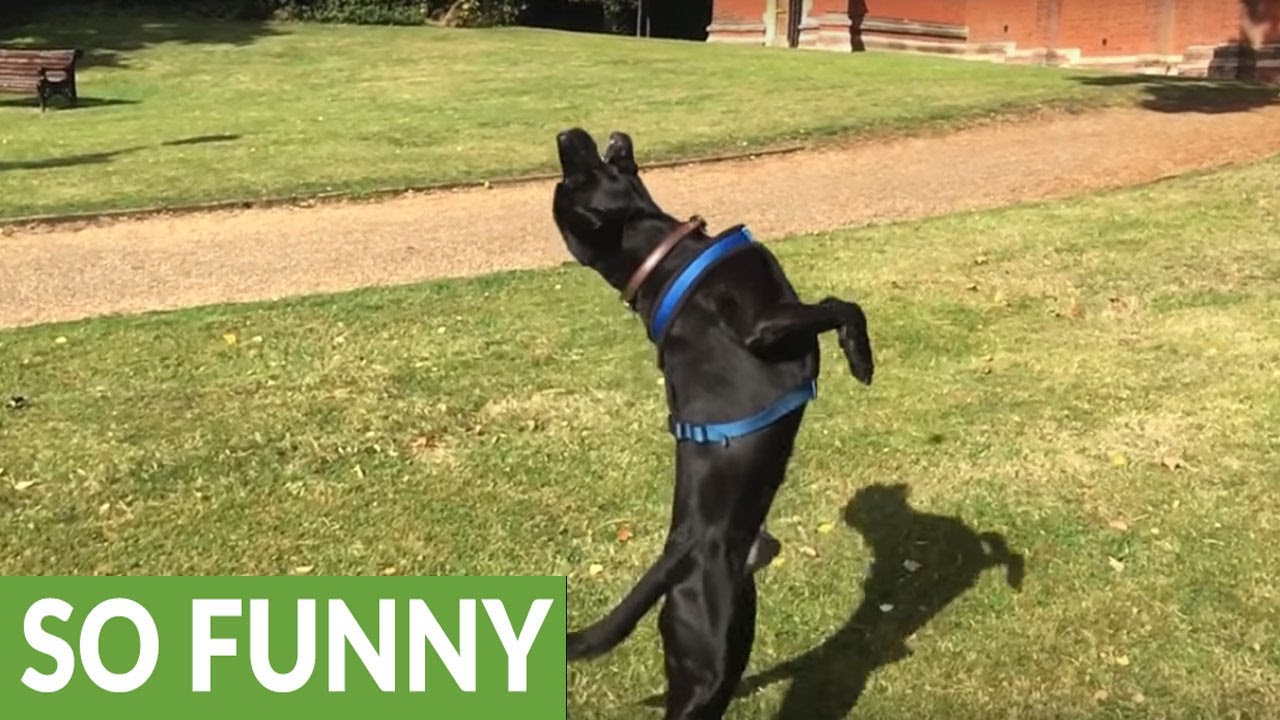 Successful dog training is proof that practice makes perfect - YouTube