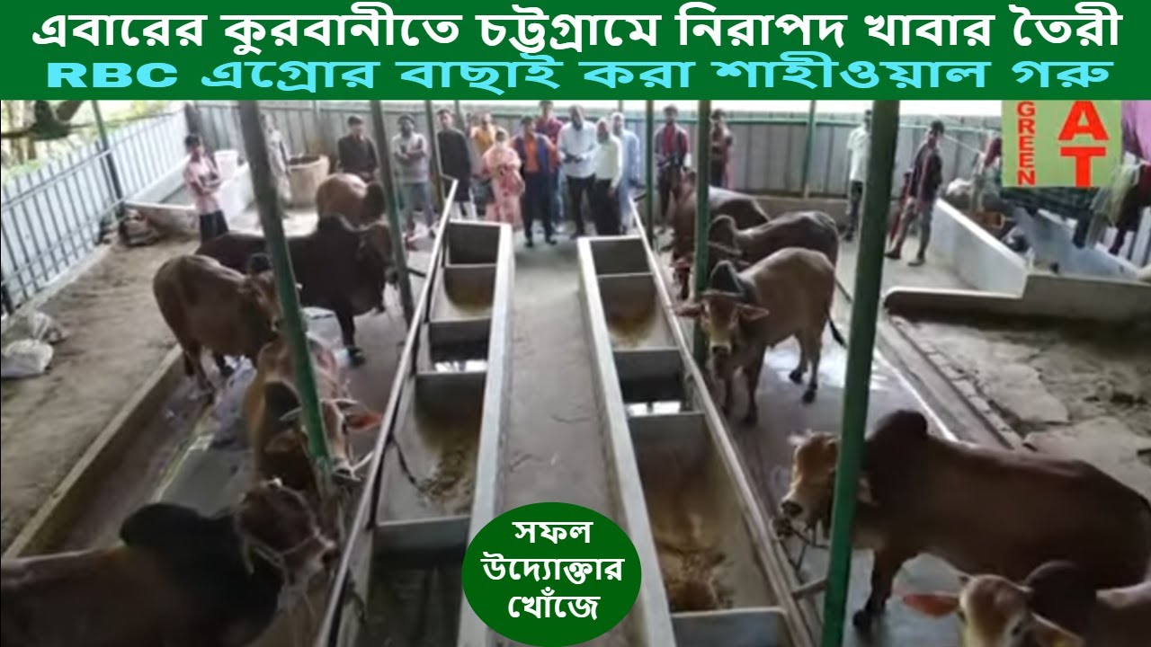 নিরাপদ খাবার দিয়ে গরু মোটাতাজাকরন | RBC Agro | Organic cow fattening ...