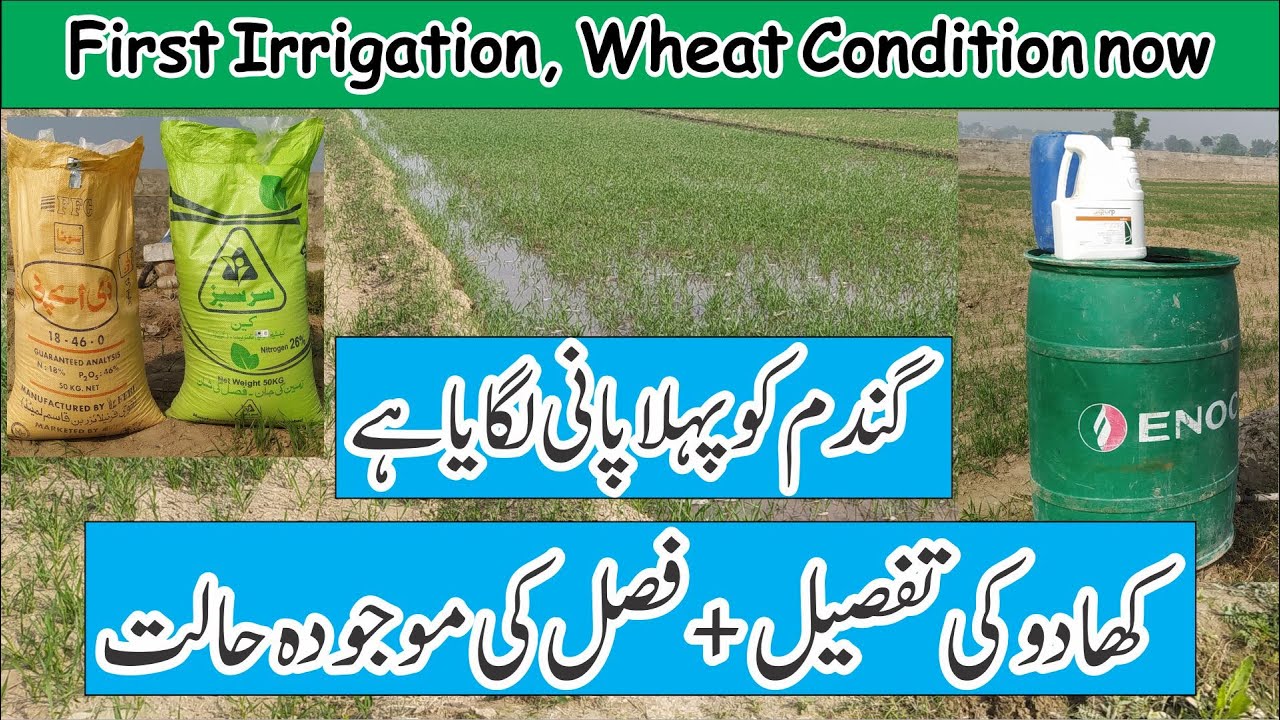 Wheat crop first irrigation fertilizer schedule 3 12 2022 | Method of ...