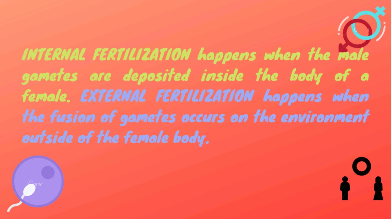 Reproductive System (Trivia and Stuff) - YouTube