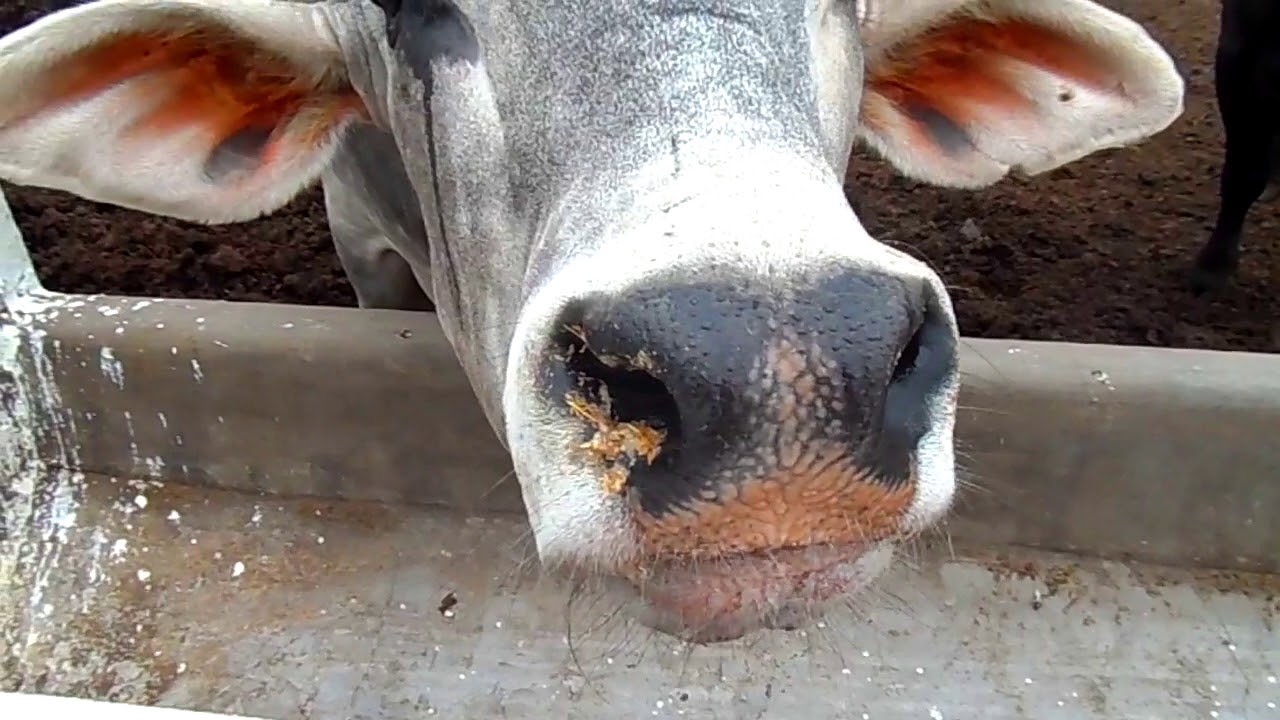 Engorde de Ganado en el Perú - IGAP PERU - YouTube