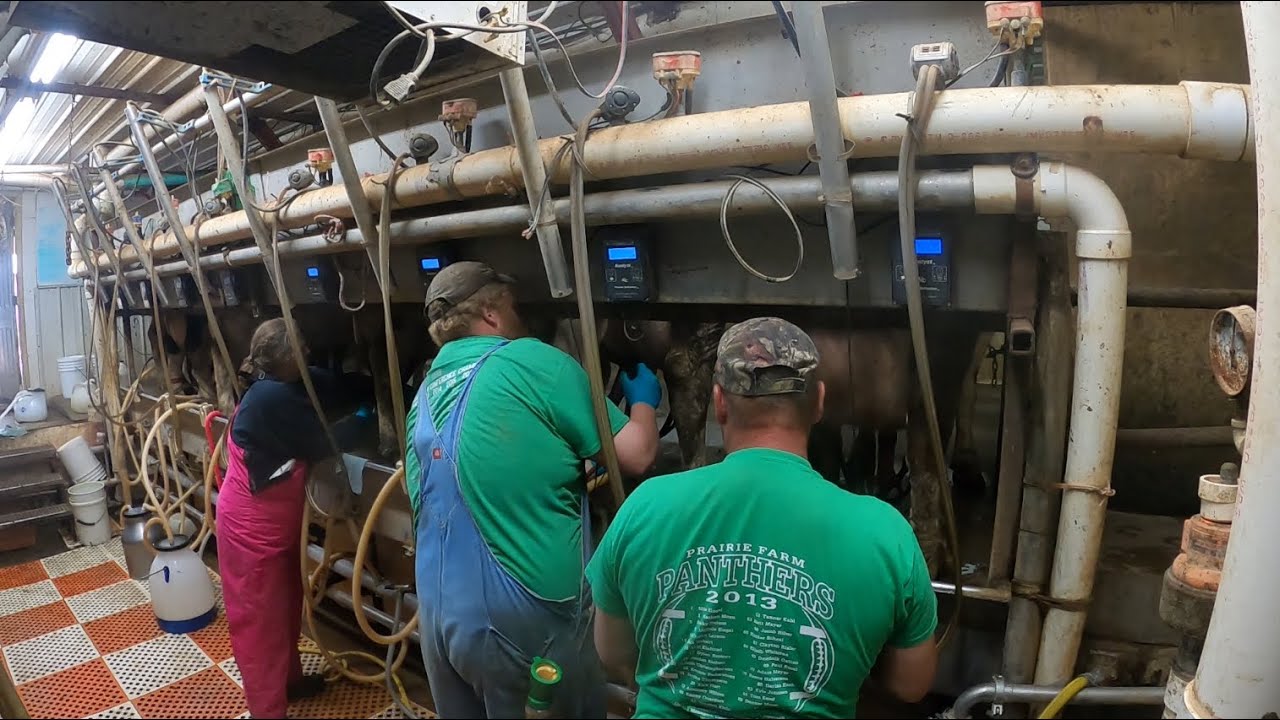 Milking Cows and Building Fence on Mothers Day - YouTube