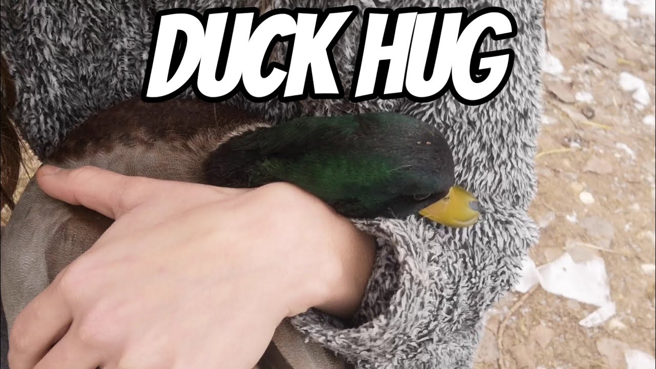uncut duck hug - YouTube