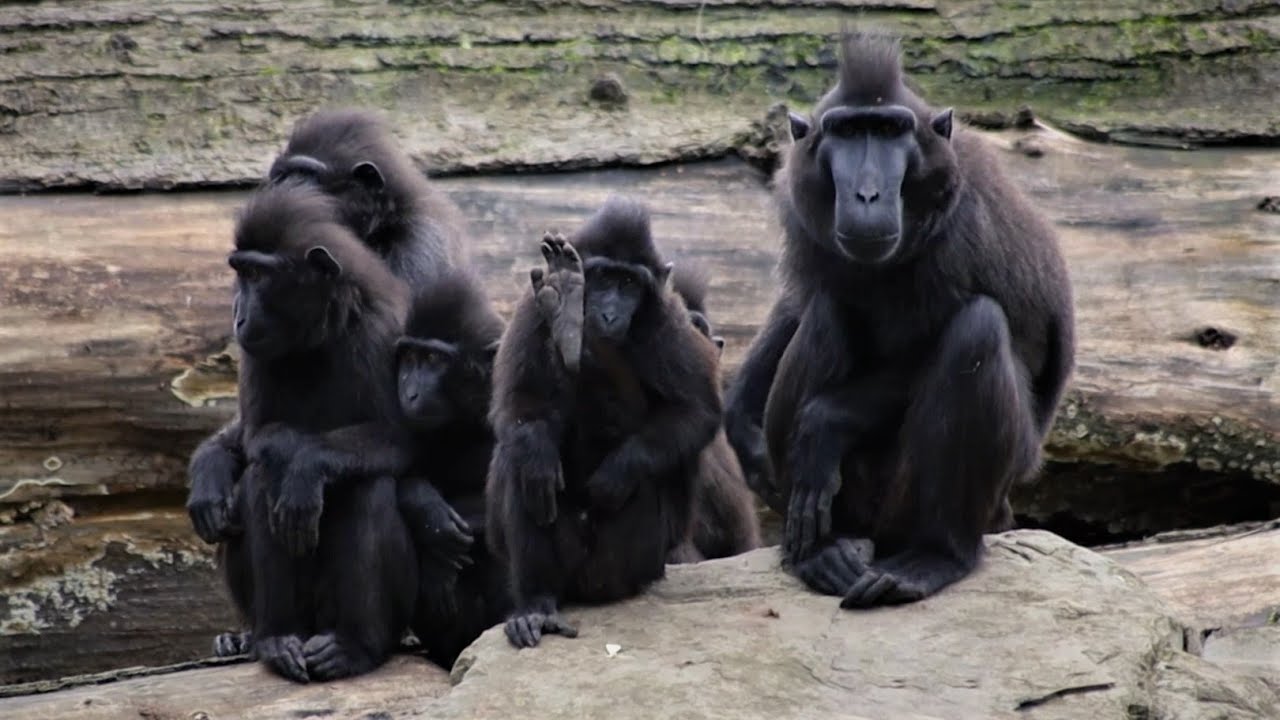 Crested Macaque Monkeys Huddling Together & Calling Out - YouTube