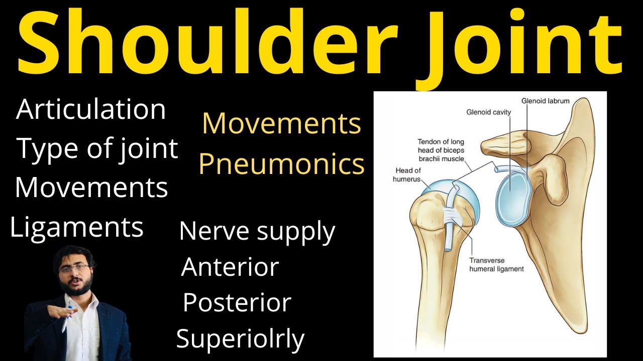 Shoulder : Glenohumeral joint : Type : Ligaments : Articulation : Nerve ...