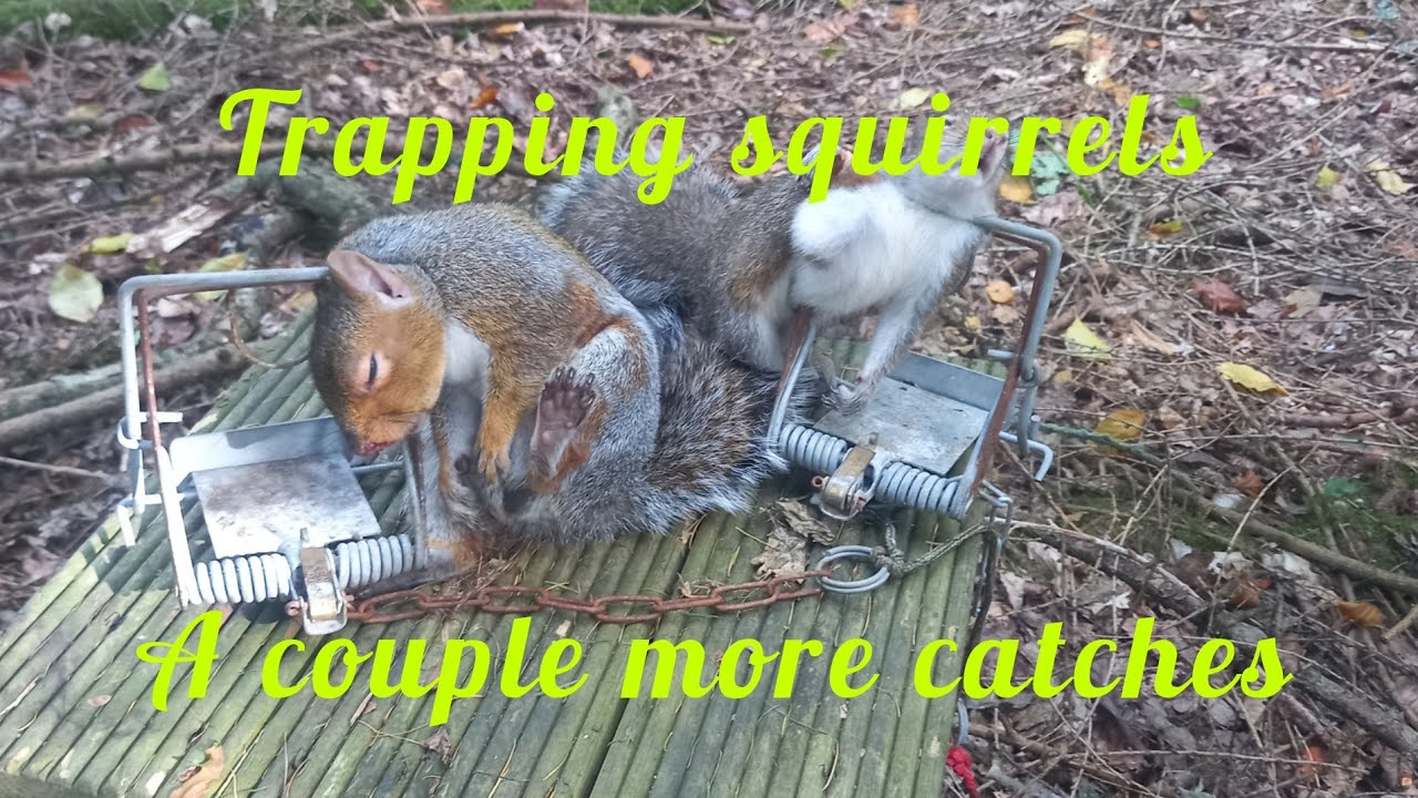 Checking The Traps - YouTube