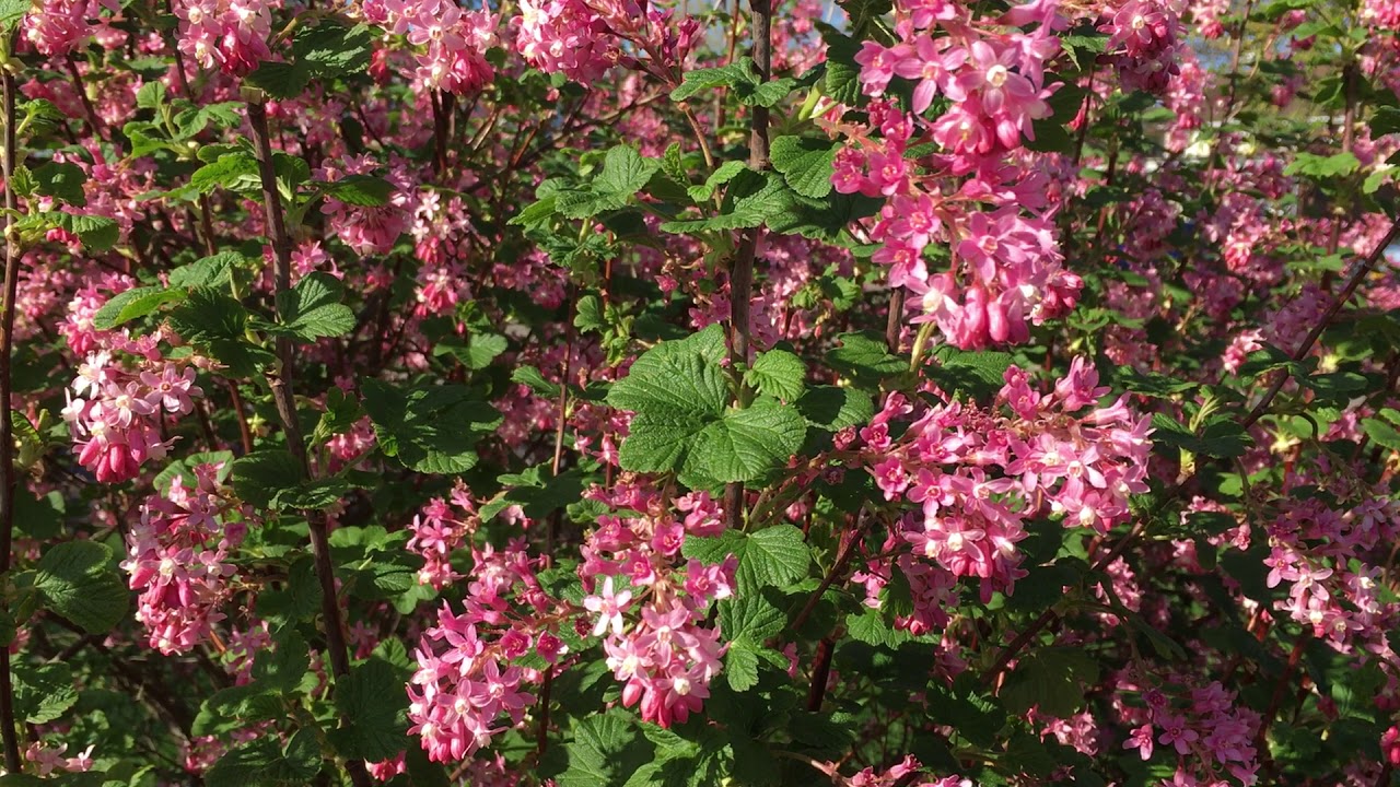 Flowering currant (Ribes sanguineum) - leaves & flowers - March 2019 ...